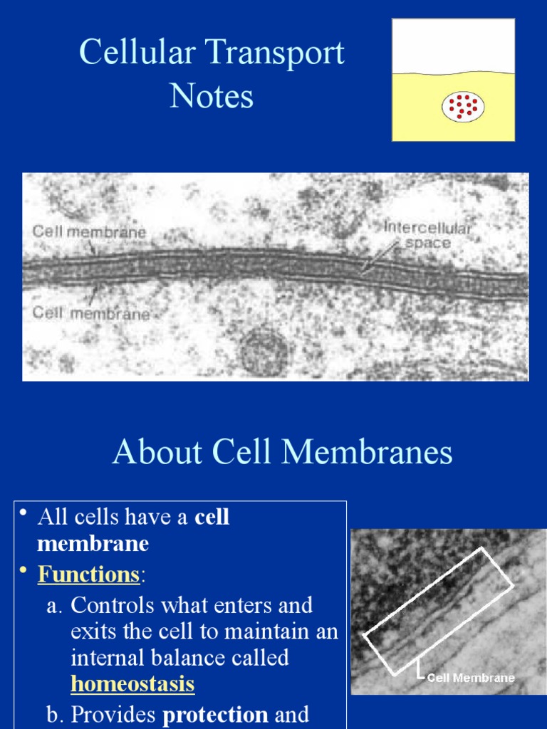 Cell Membrane and Cell Transport Notes New | PDF | Osmosis | Cell Membrane