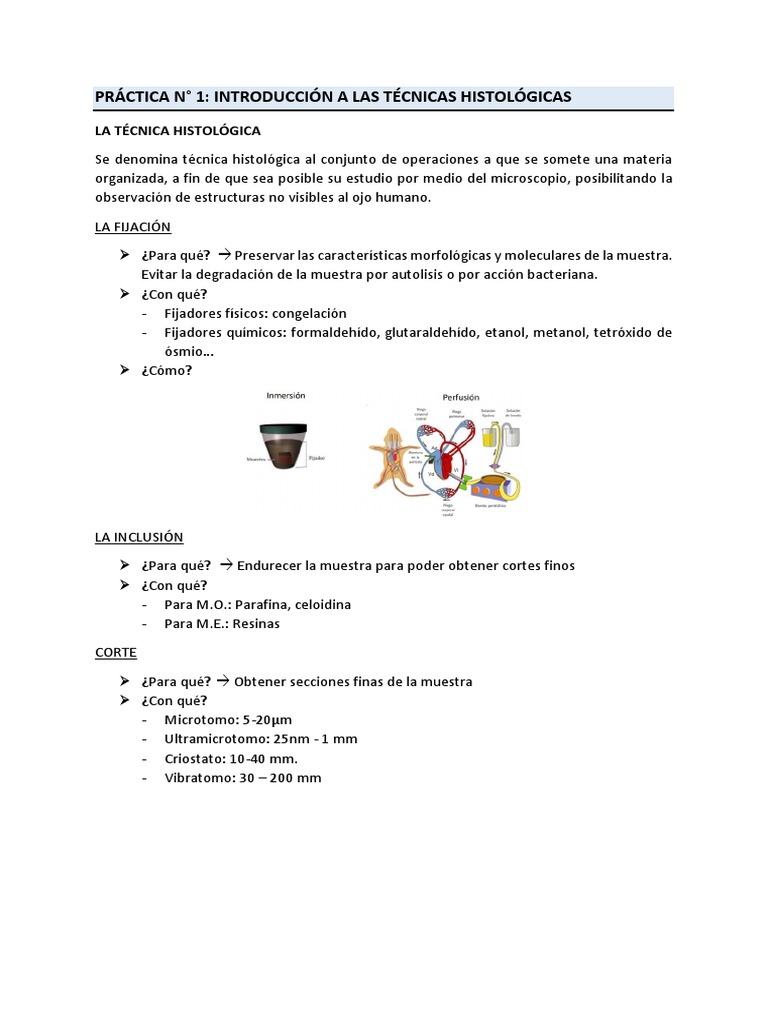Examen Practicas Bio | PDF | Hepatocito | Epitelio