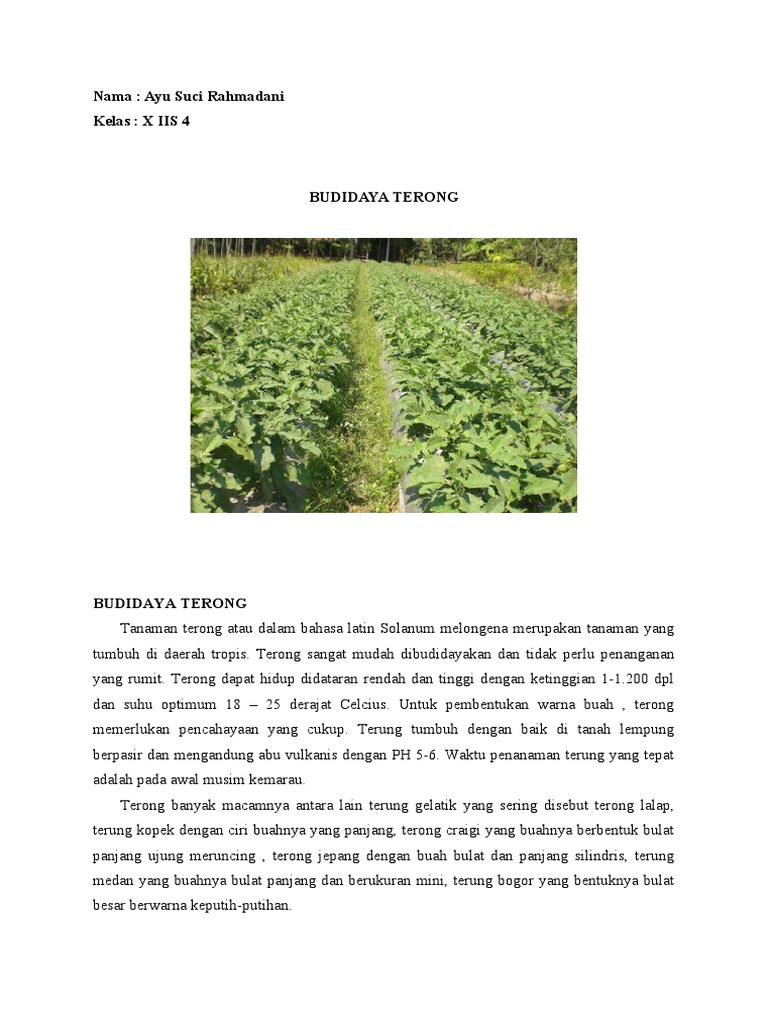 Budidaya Terong | PDF