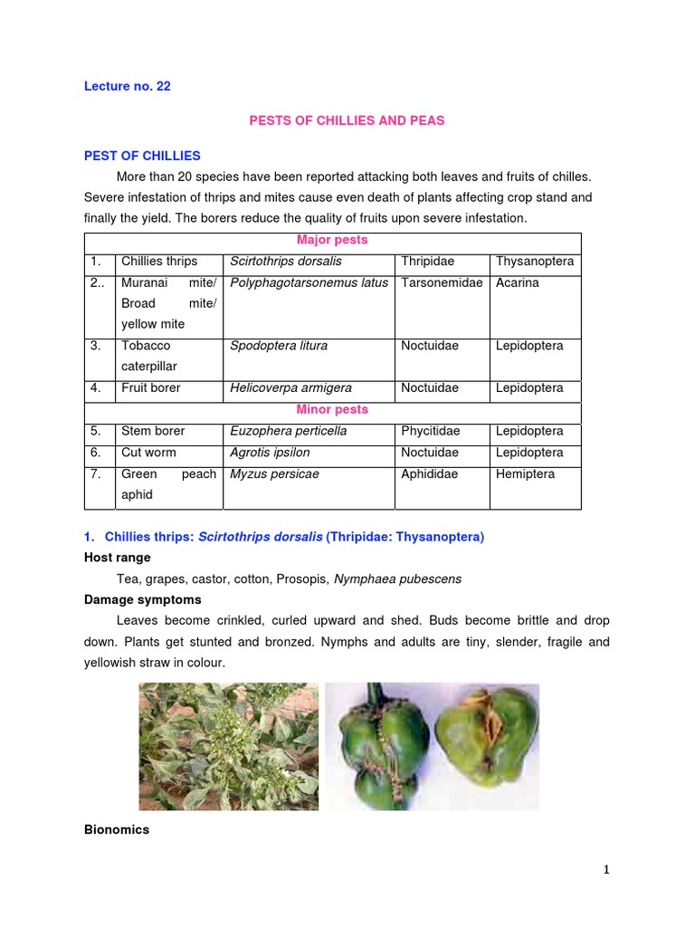 Chilli Pests | PDF | Pest (Organism) | Lepidoptera