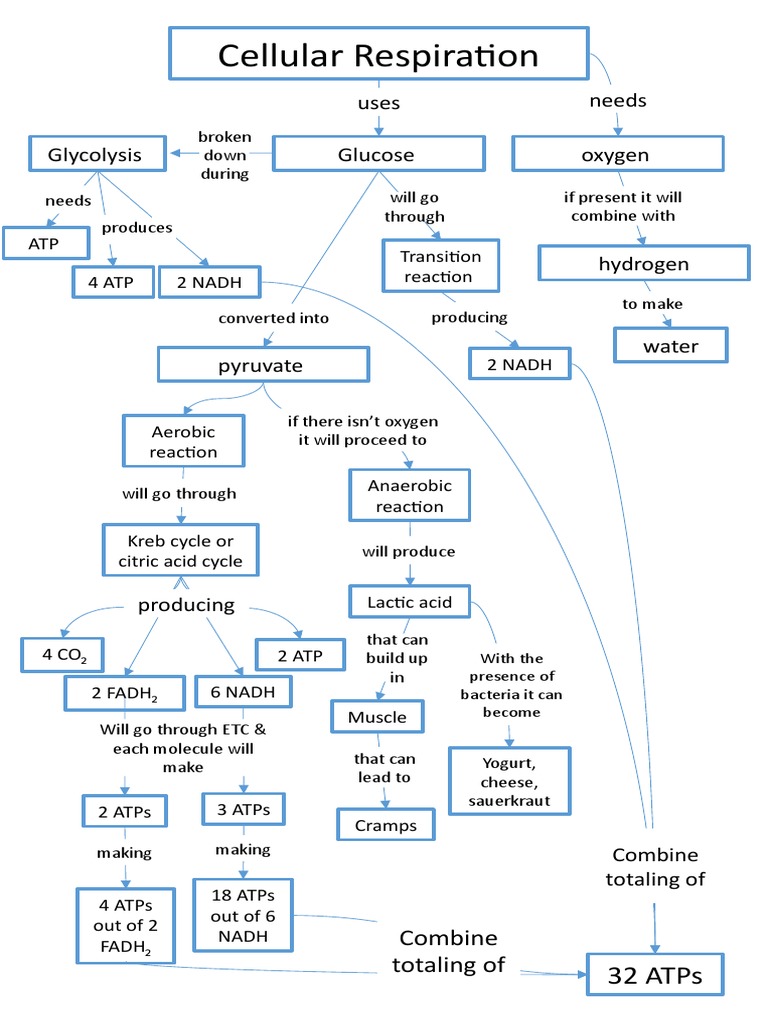 Cellular Respiration And Photosynthesis Concept Map