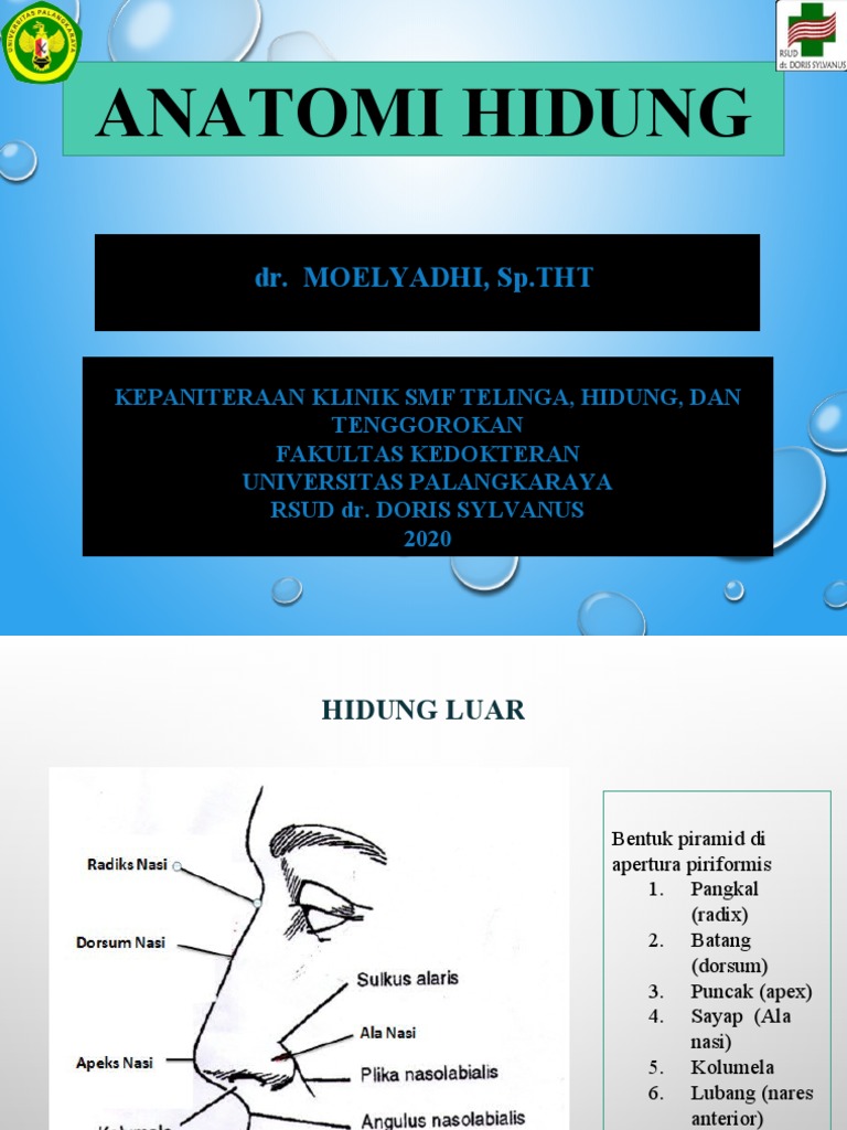 Anatomi Hidung: Struktur dan Fungsi Utama Organ Penciuman | PDF Anatomi Hidung: Struktur dan Fungsi Utama Organ Penciuman | PDF