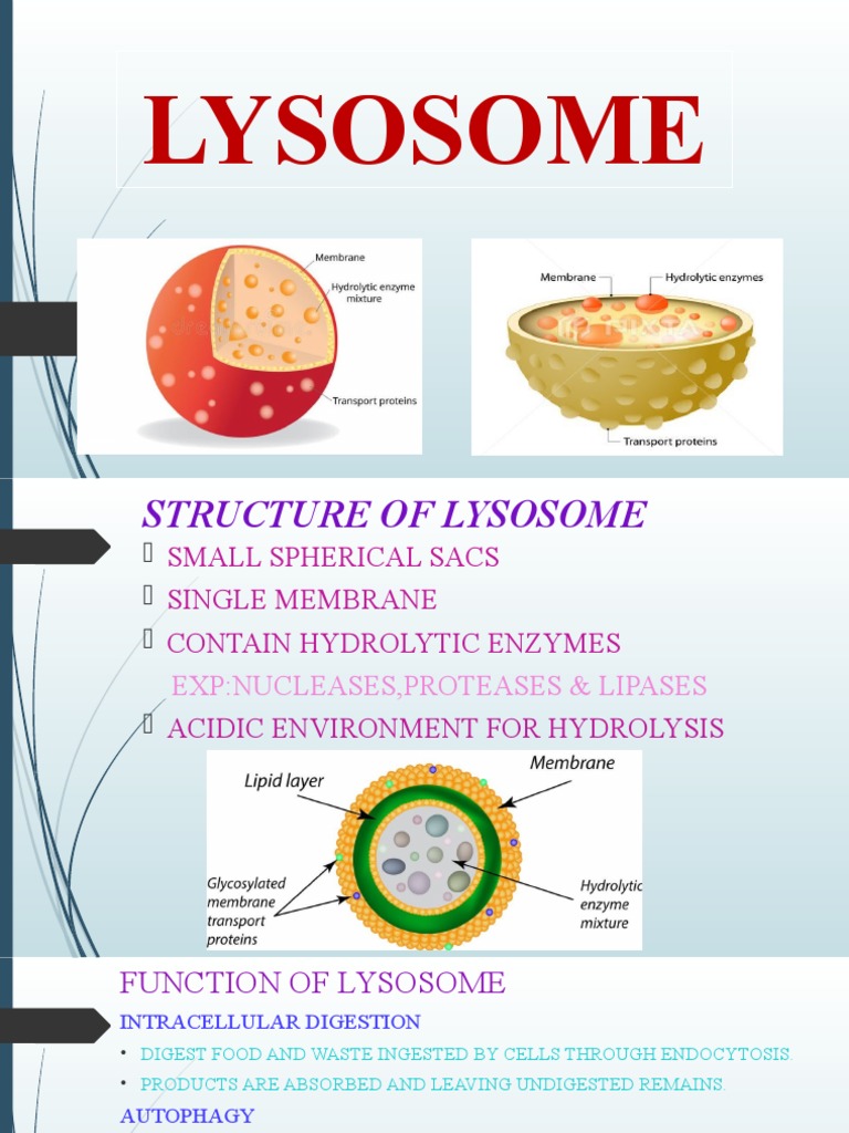 Bio Lysosome Notes | PDF