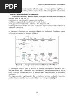 Cycle de L'uree... | PDF | Sciences physiques | Biologie