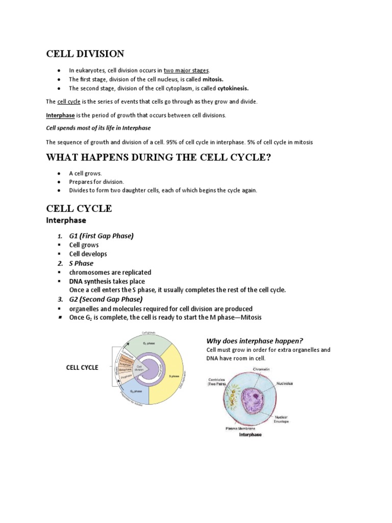 Cell Division: Interphase | PDF | Mitosis | Cell Cycle