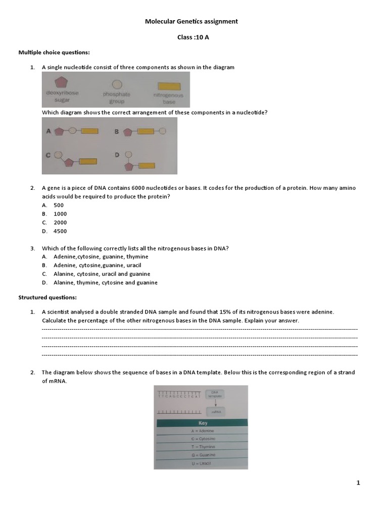 Molecular Genetics Assignment for Class 10 | PDF | Dna | Molecular Genetics