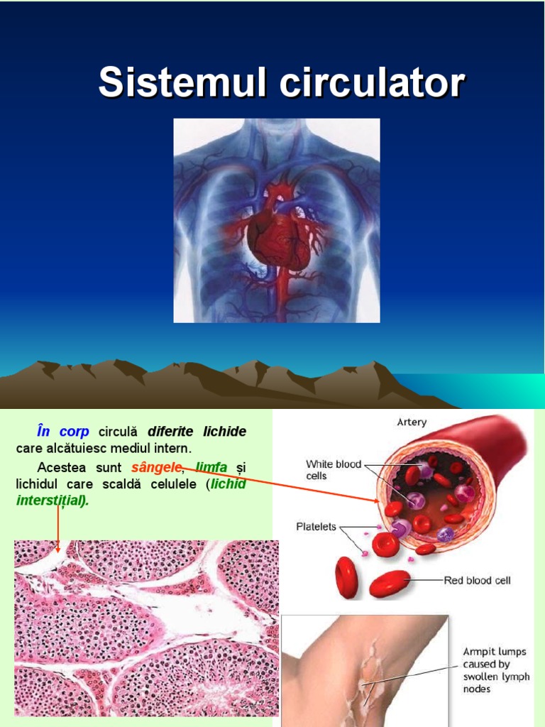 Sistem Circulator | PDF