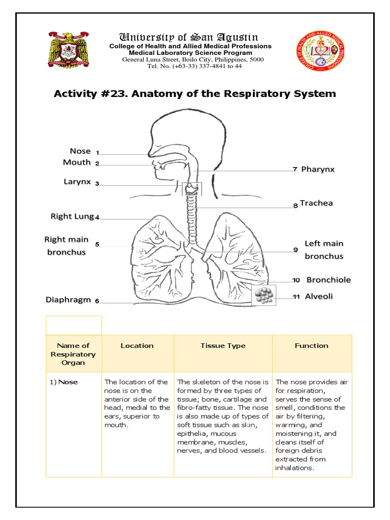 Anatomy of The Respiratory System | PDF | Respiratory Tract | Lung