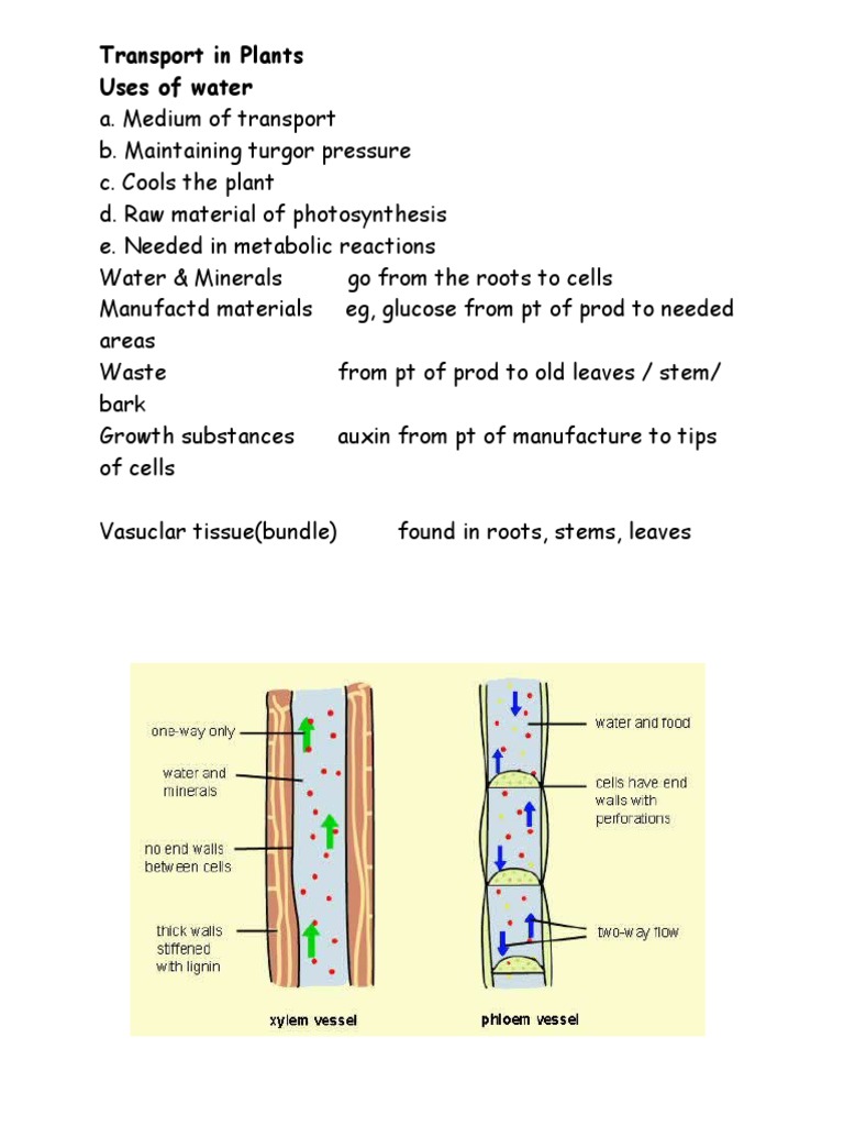 Transport in Plants Uses of Water | PDF | Leaf | Root