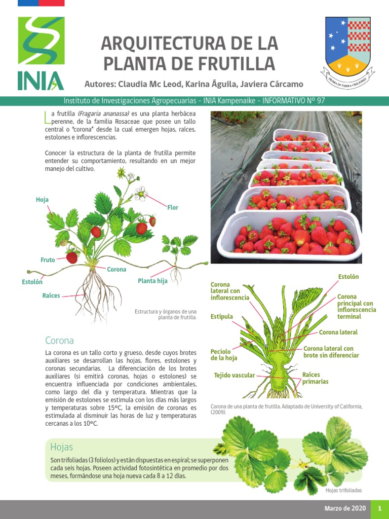 Diagrama De Estolones De Planta De Fresa Cultivo De Fresa: La Guía