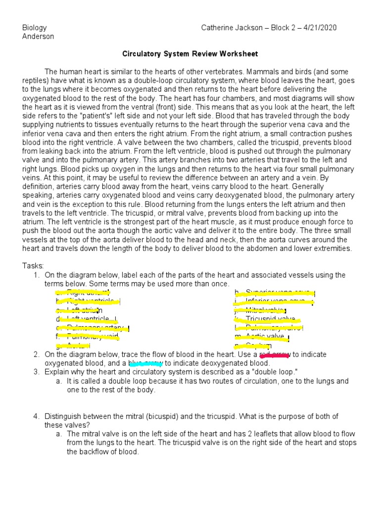 Circulatory System Review Worksheet | PDF | Heart Valve | Atrium (Heart)