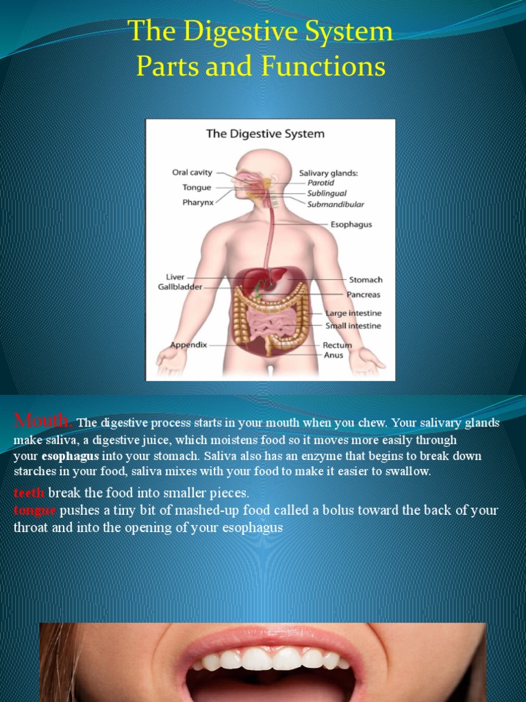 The Structure and Function of the Digestive System: A Comprehensive ...