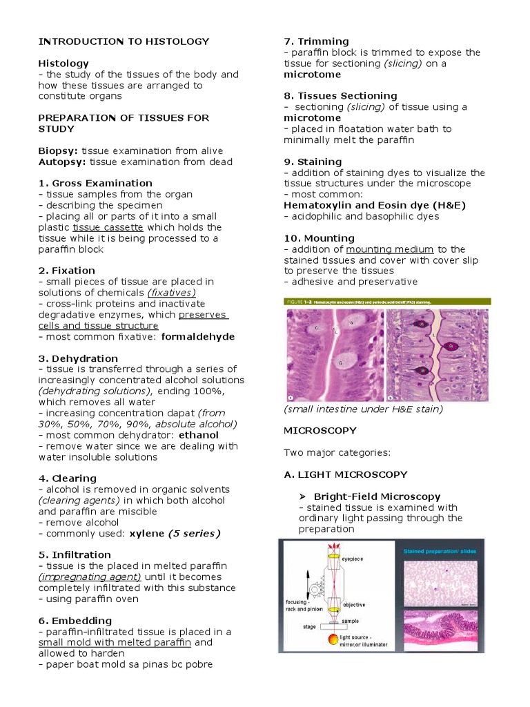 An Introduction to Histology: Preparing Tissues for Microscopic ...