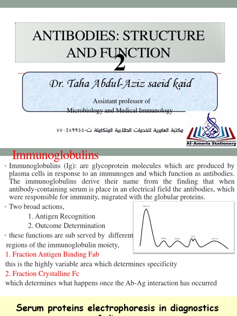 Antibodies Structure and Function | PDF | Immunoglobulin G | Antibody