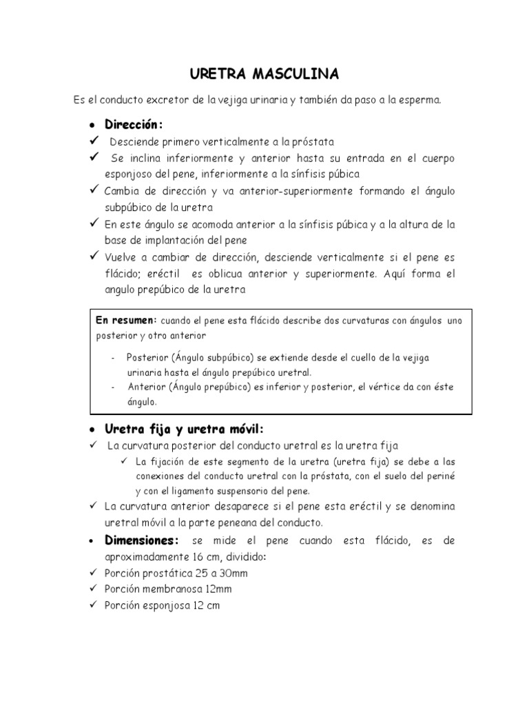 Uretra Masculina | PDF | Anatomía humana | Anatomía