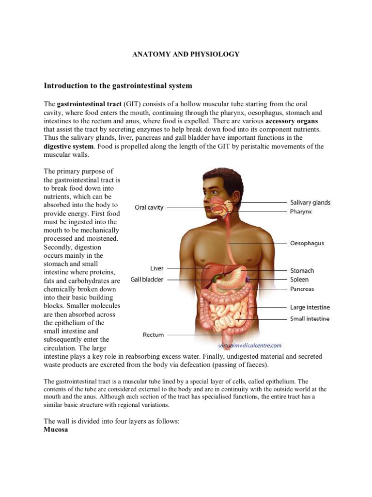ANATOMY AND PHYSIOLOGY-GI System | PDF | Stomach | Small Intestine