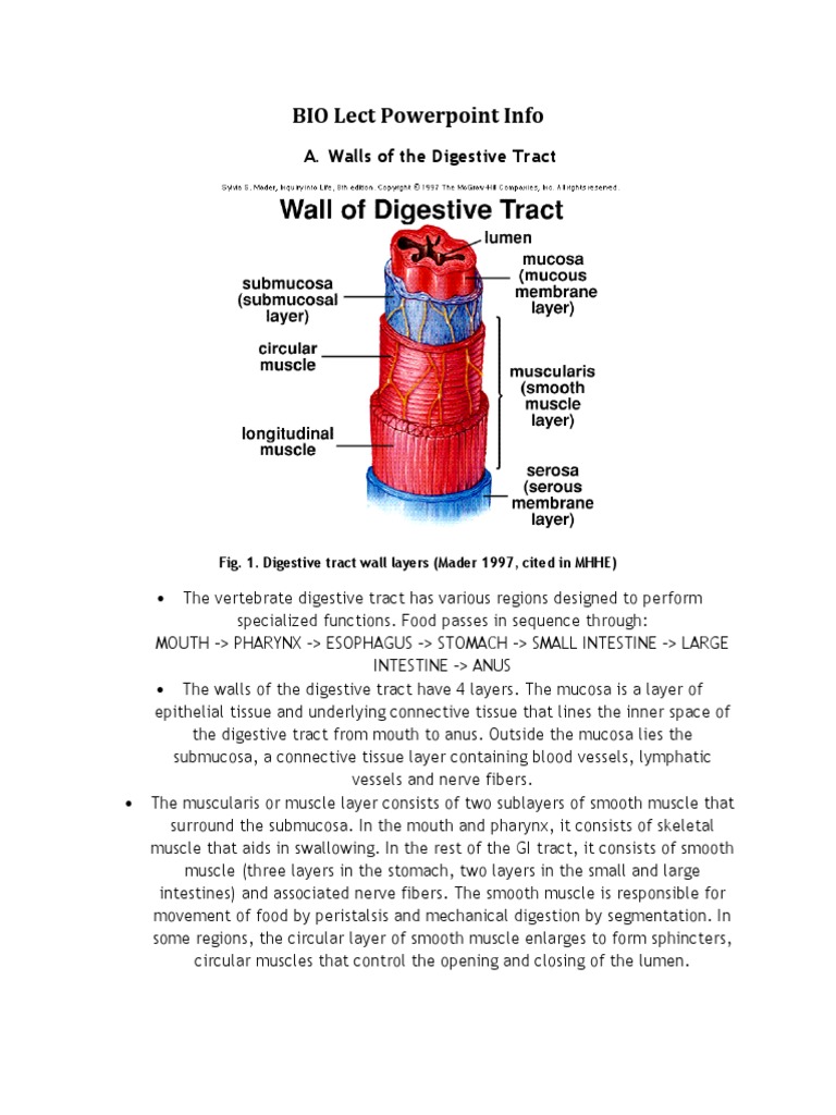 BIO Lect Powerpoint Info | PDF | Stomach | Gastrointestinal Tract