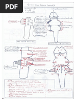 Neuroanatomy Notes PDF | PDF | Human Anatomy | Organ (Anatomy)