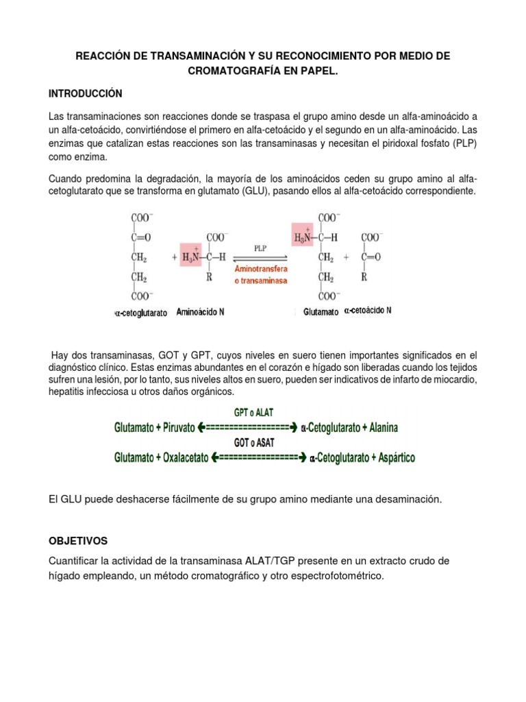 Transami | PDF | Transaminasa | Biomoléculas