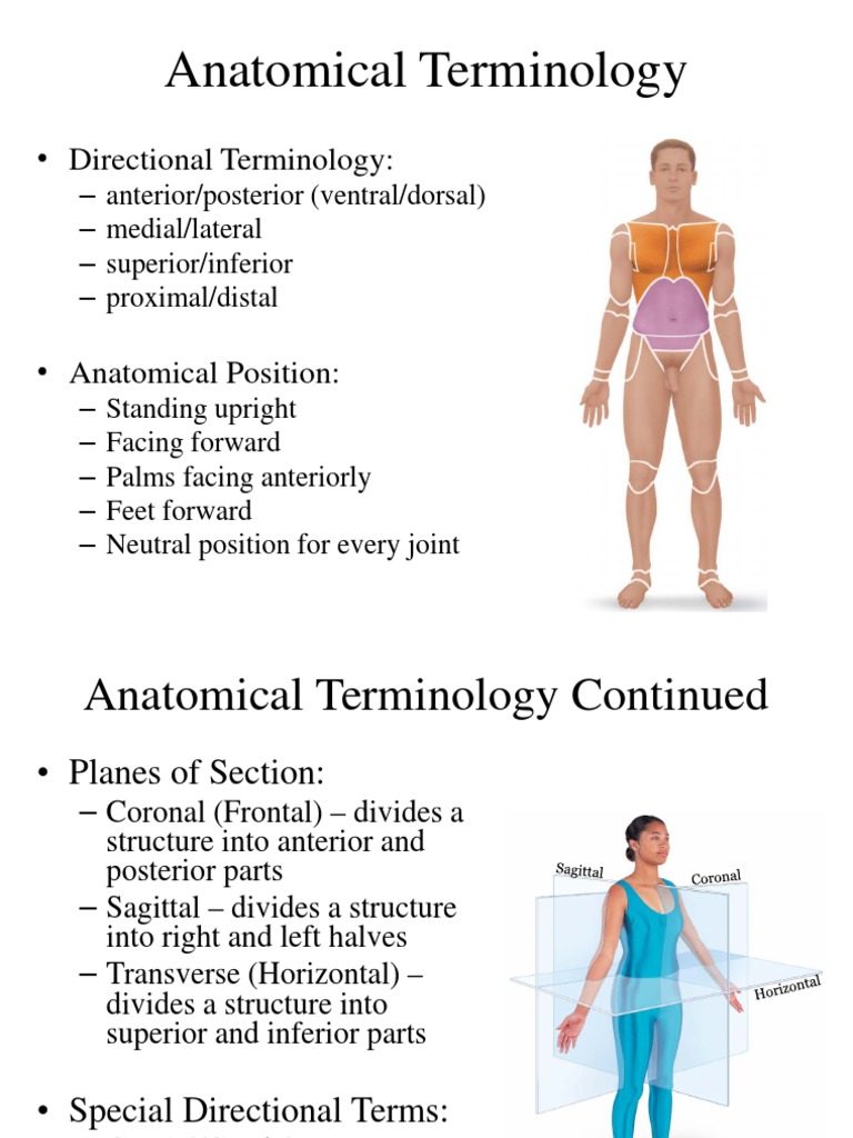 Anatomical Terminology | PDF | Vertebra | Vertebral Column