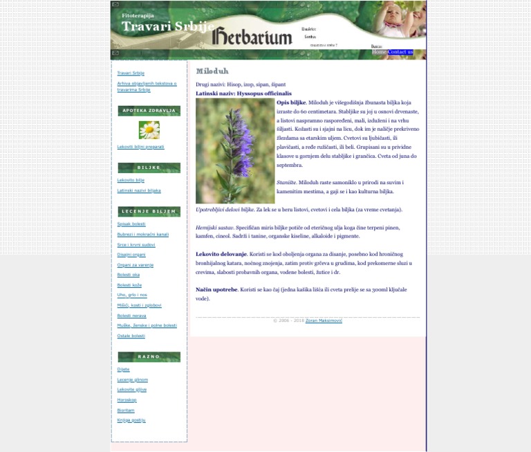 Miloduh - Biljka - Lekovito Bilje - Trave | PDF