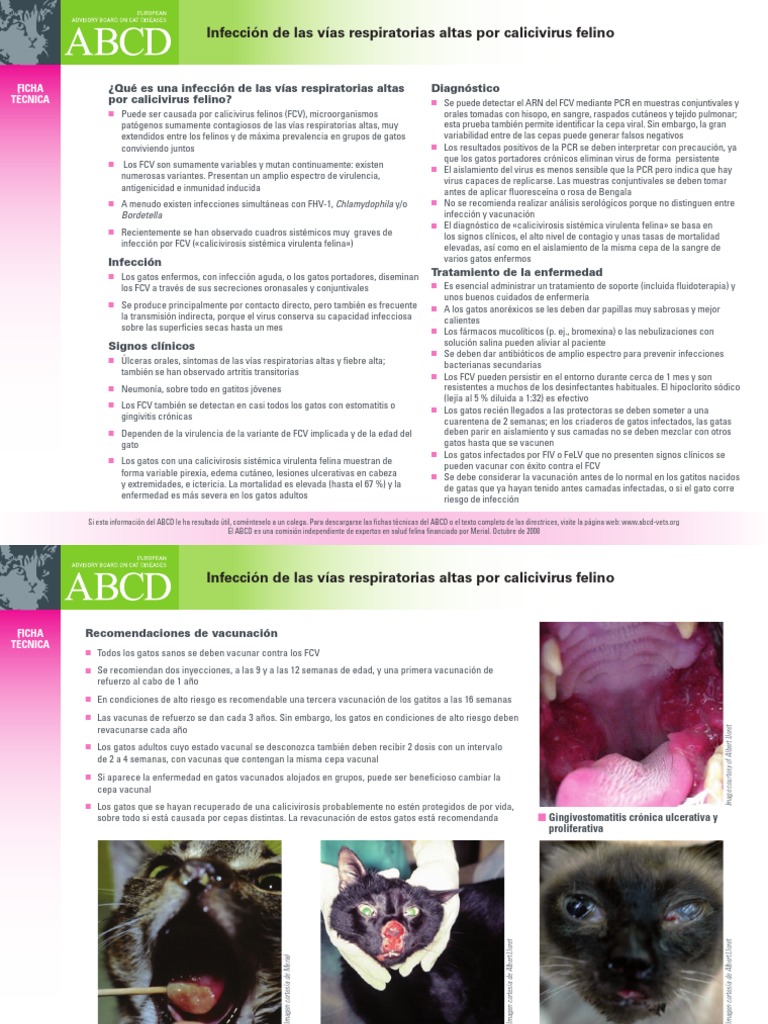 ES FCV Infeccion de Las Vias Respiratorias Altas Por Calicivirus Felino ...
