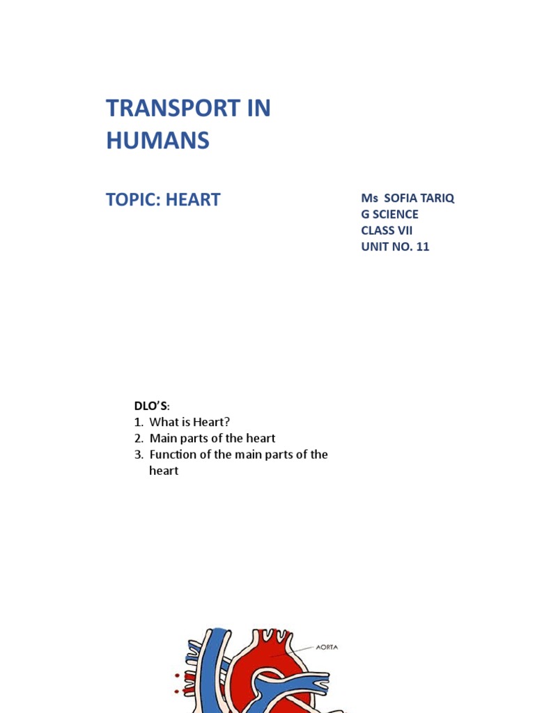 Heart | PDF