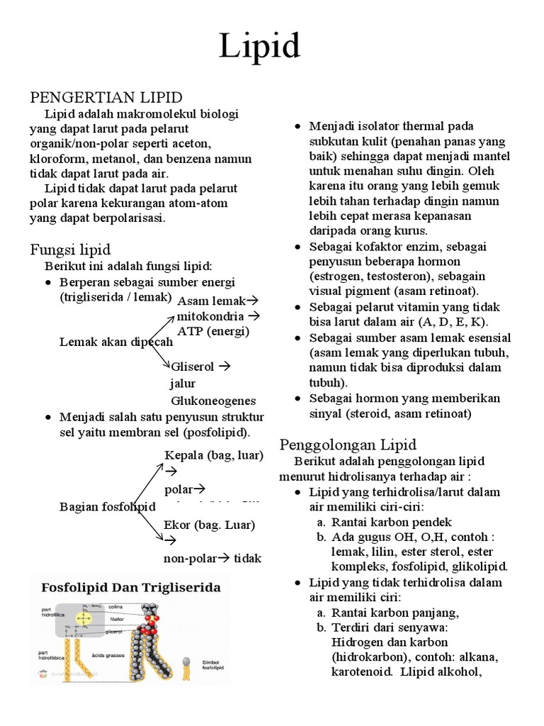 Fungsi Lipid | PDF
