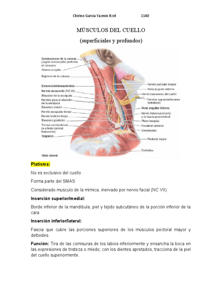 Músculos del Cuello: Origen y Función | PDF | Anatomía | Anatomía humana