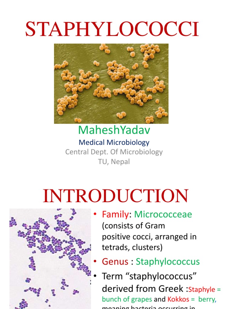 Staphylococci: Maheshyadav | Download Free PDF | Staphylococcus | Methicillin Resistant ...