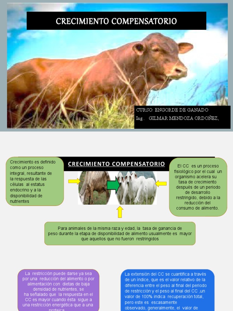 Crecimiento Compensatorio Engorde | PDF | Dieta | Nutrición