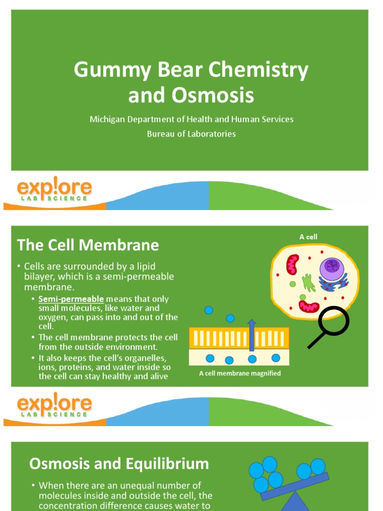 Gummy Bear Osmosis Experiment Guide | PDF | Osmosis | Cell Membrane