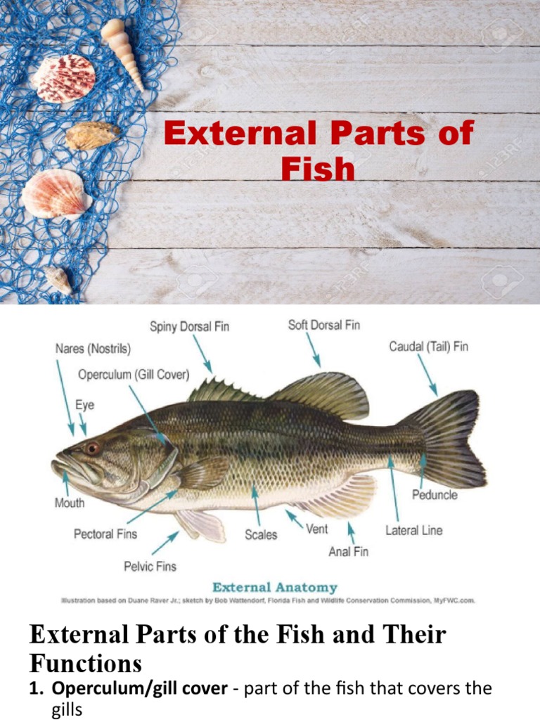 External Parts of Fish | PDF | Fish | Gill