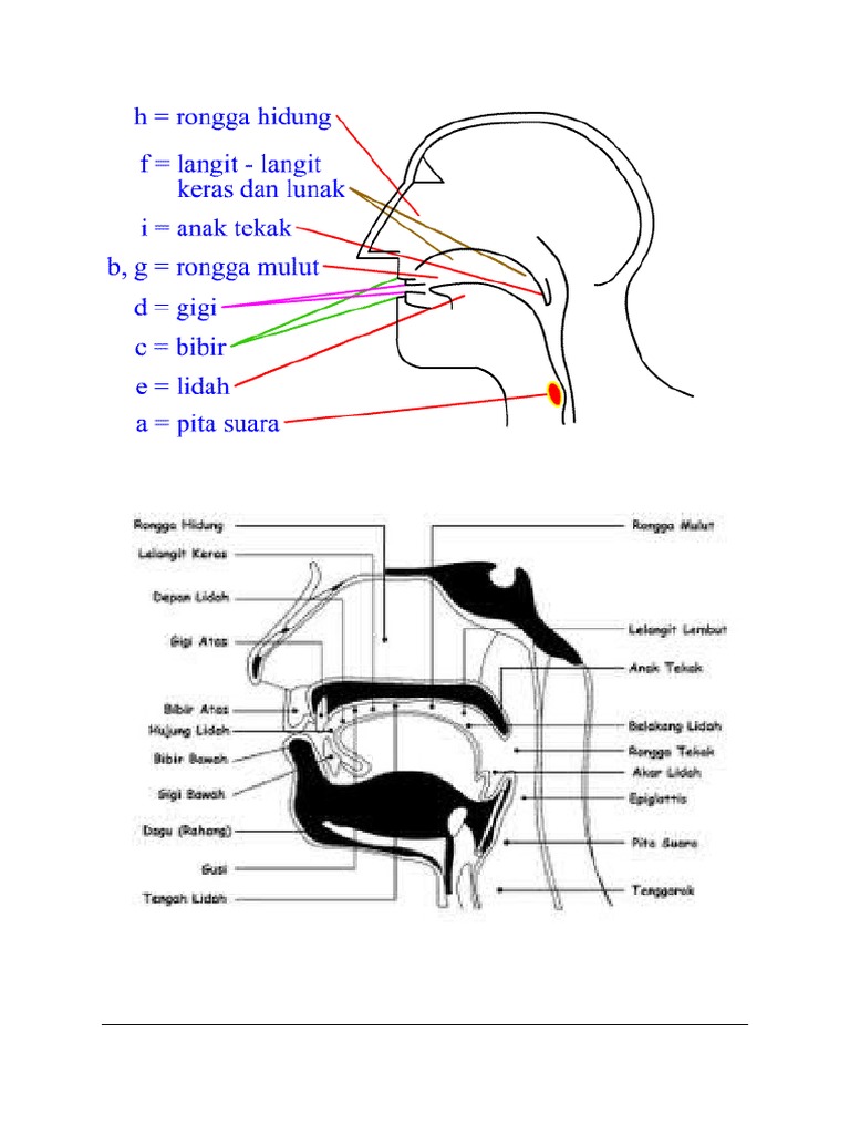 Alat Artikulasi | PDF