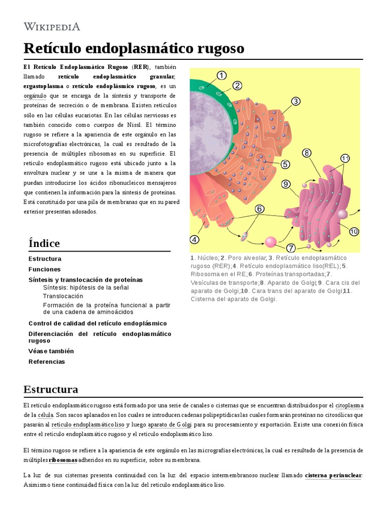 Retículo Endoplasmático Rugoso | PDF | Retículo endoplásmico | Procesos ...
