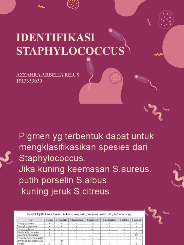 Identifikasi Staphylococcus | PDF
