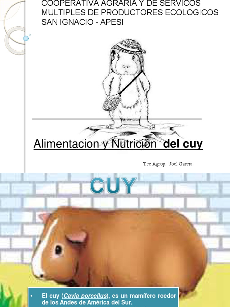 Alimentación Cuyes | PDF | Vitamina | Alimentos