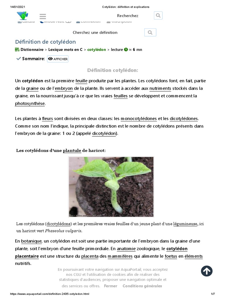 Cotylédon - Définition Et Explications | PDF | Graine | Placenta