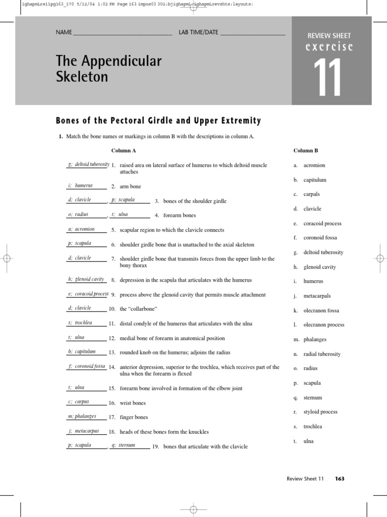 Appendicular Worksheet With Answers ch.11 | PDF | Pelvis | Skeletal System