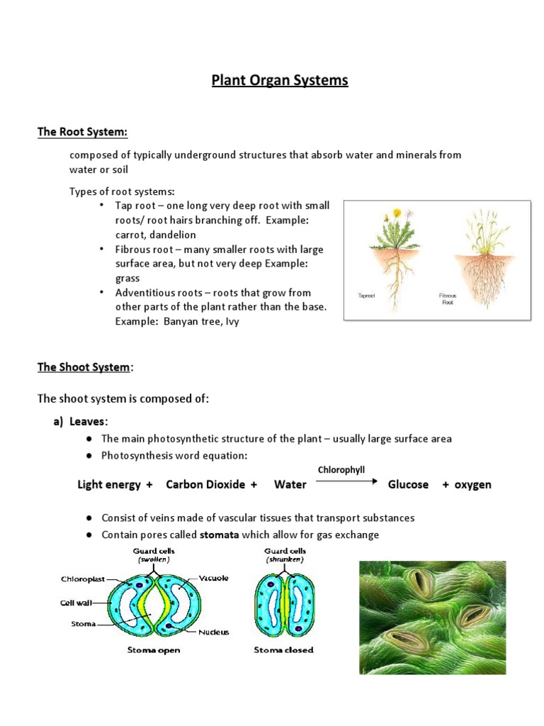 Notes - Plant Organ Systems | PDF | Plants | Flowers