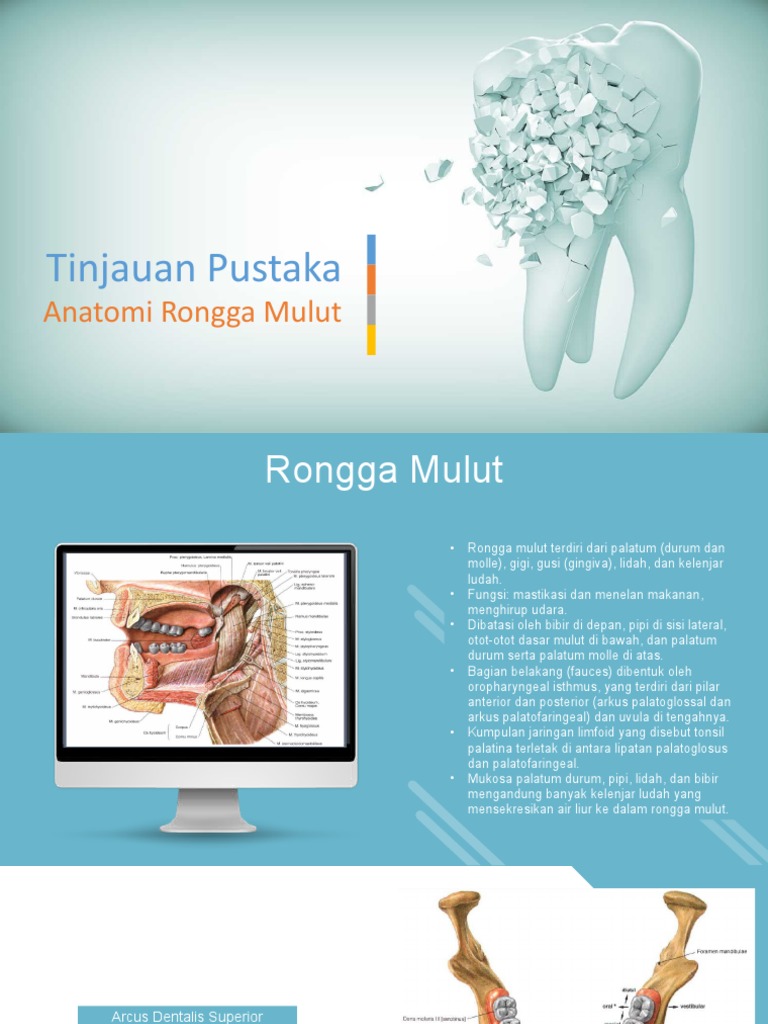 Anatomi dan Fungsi Rongga Mulut | PDF