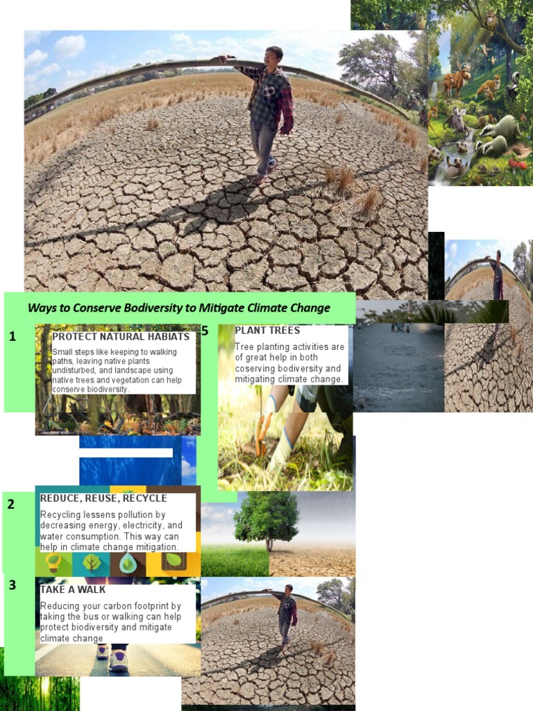 Ways To Conserve Bodiversity To Mitigate Climate Change: Plant Trees ...