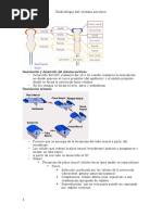 Inserto Spinreact | PDF | Colesterol | Glucosa