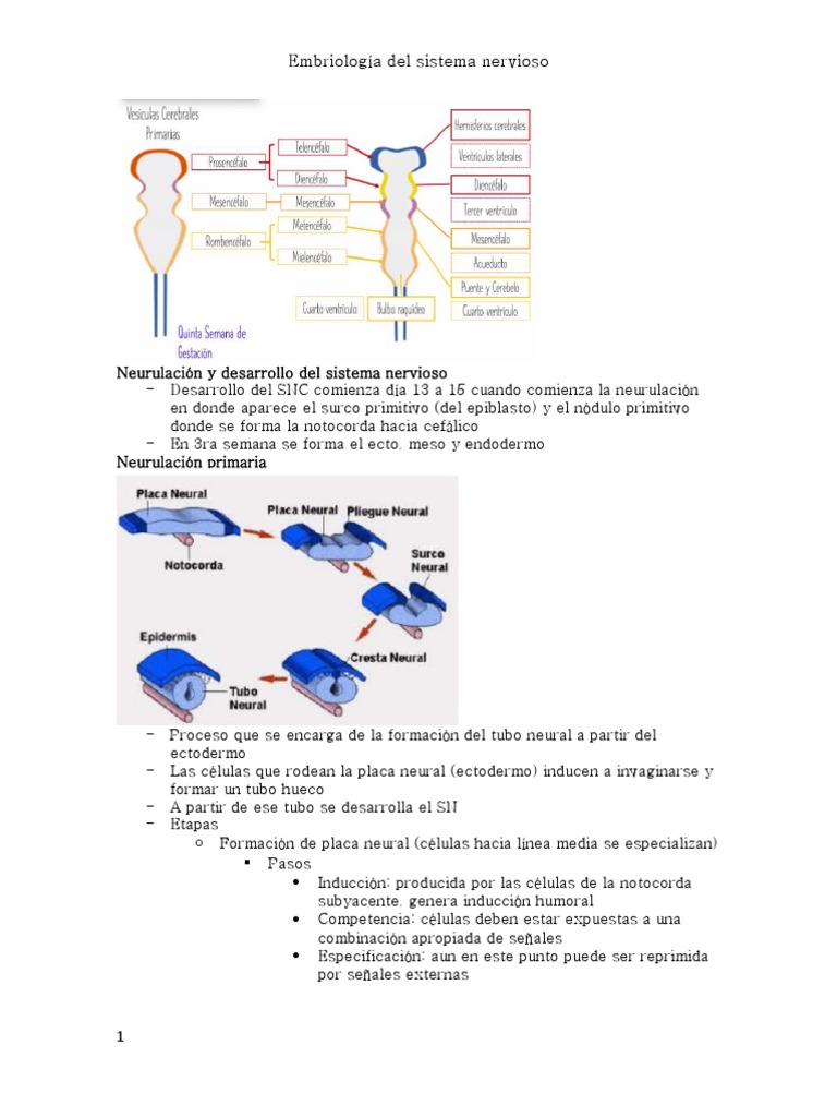 Embriología Del Sistema Nervioso | PDF | Zoología | Órgano (anatomía)