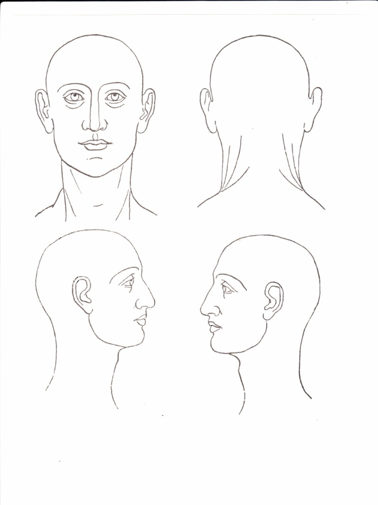Autopsy Diagram Male Head and Neck | PDF