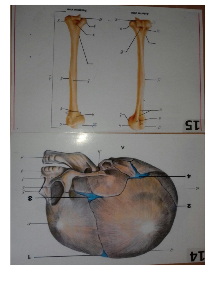 Planse Anatomie | PDF