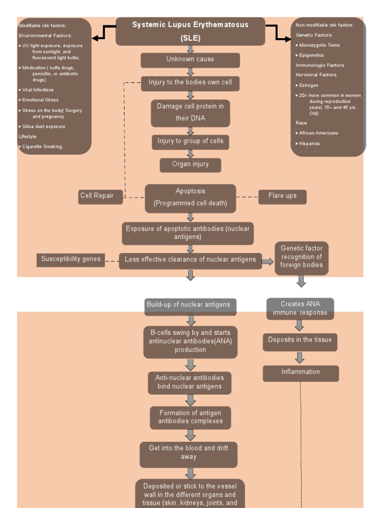 Systemic Lupus Erythematosus (SLE) : Genetic Factors Environmental ...