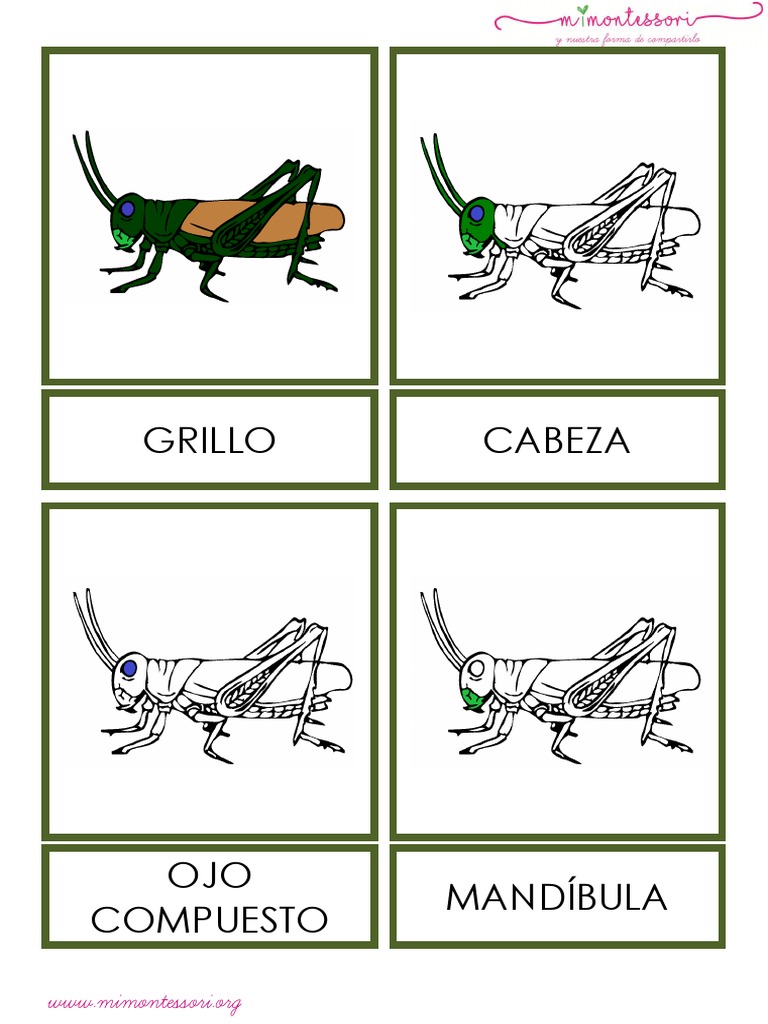 Anatomía del Grillo: Partes Principales | PDF | Salud y bienestar
