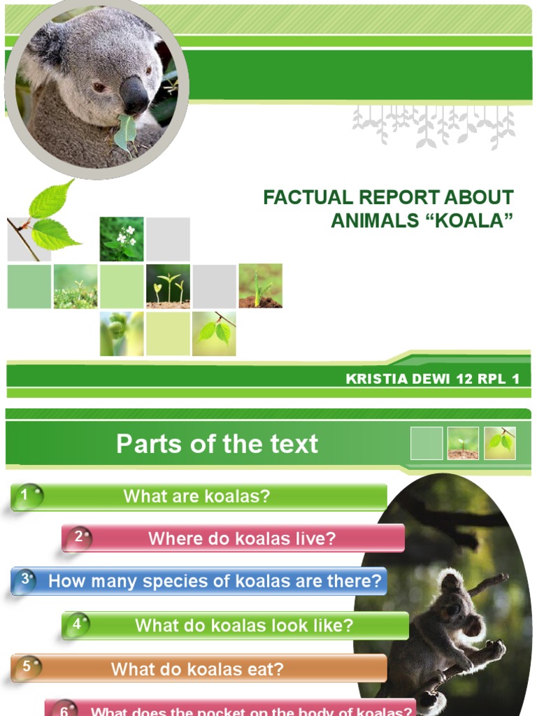 Factual Report About Animals "Koala": L/O/G/O | PDF | Koala | Nature
