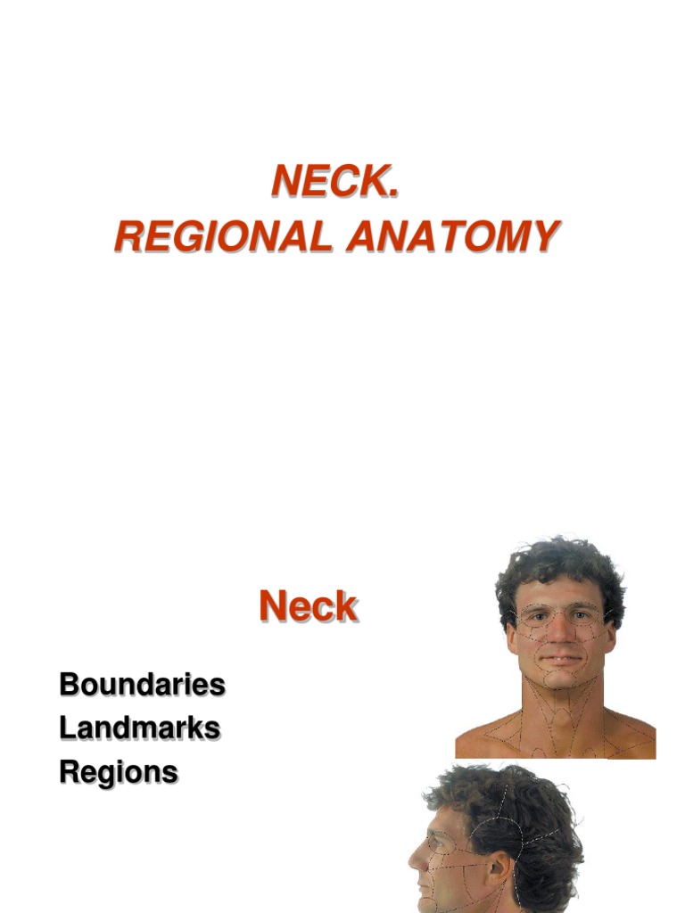Neck Topography | PDF | Common Carotid Artery | Neck
